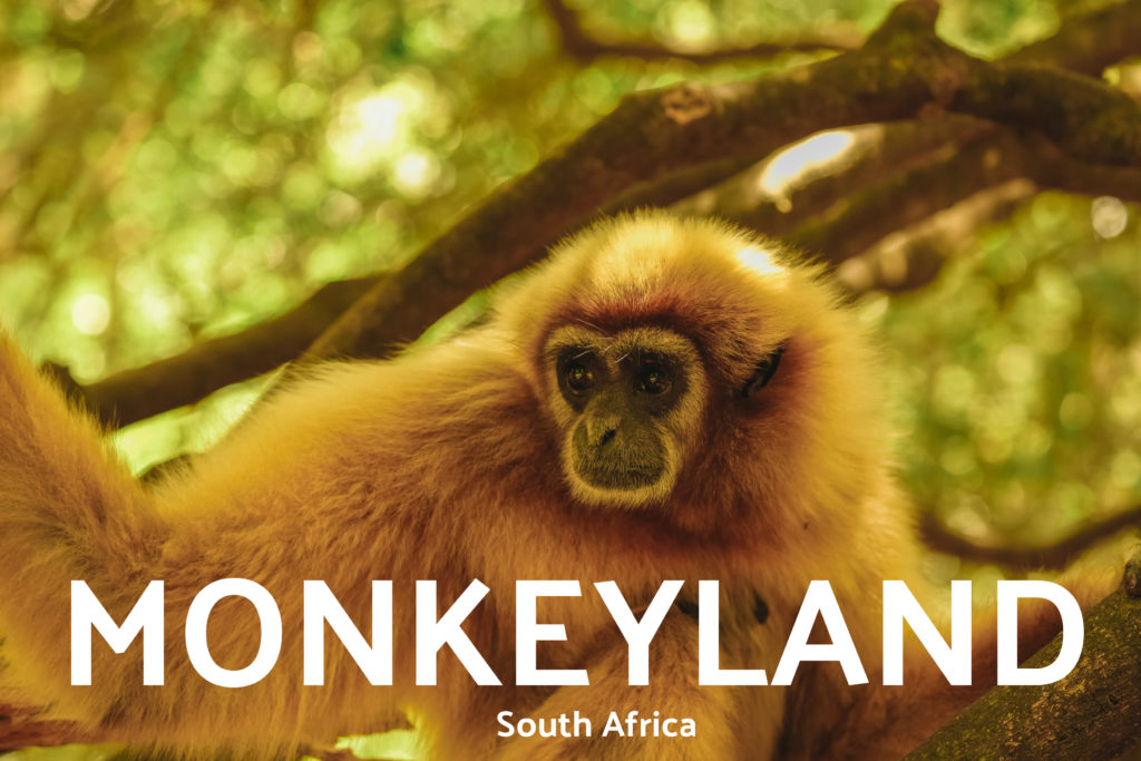 MONKEYLAND – SOUTH AFRICA – Project:Conservation